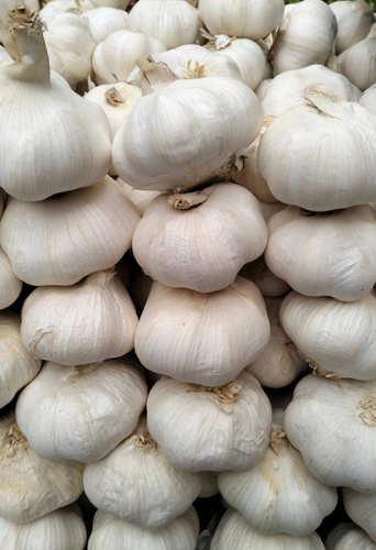 Garlic | EgySeeds.com